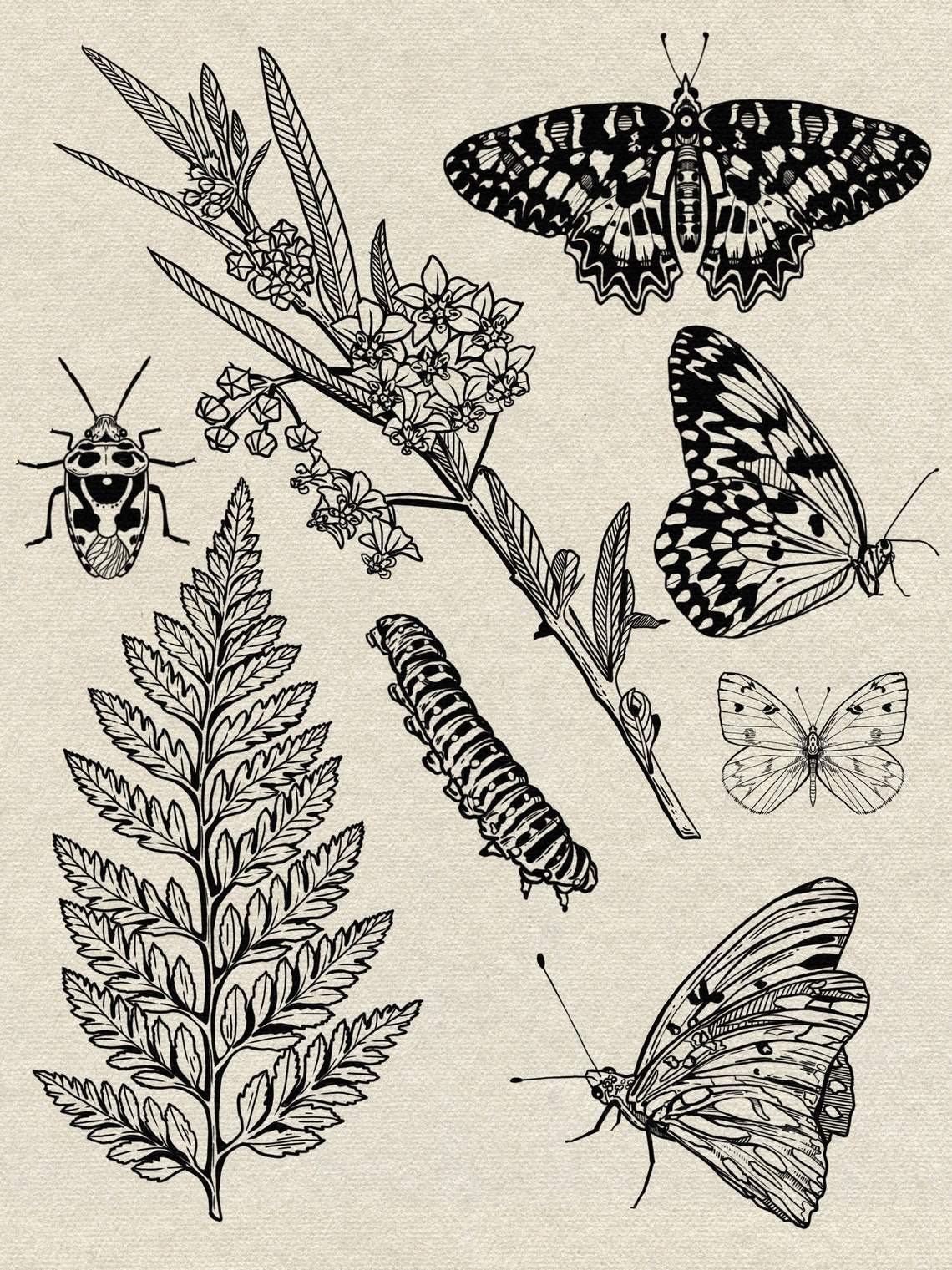 Insect and Botanical Flash Sheet Print - Etsy
