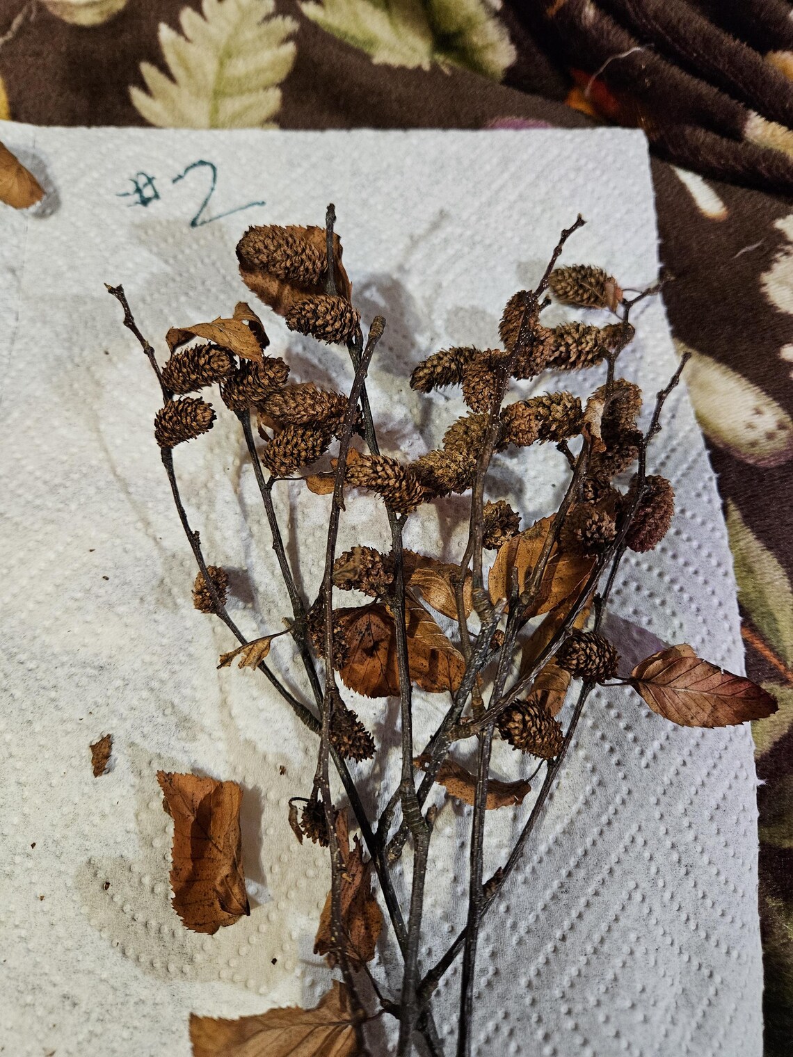 Birch Tree Seed Pods, Cones, Catkins - Etsy