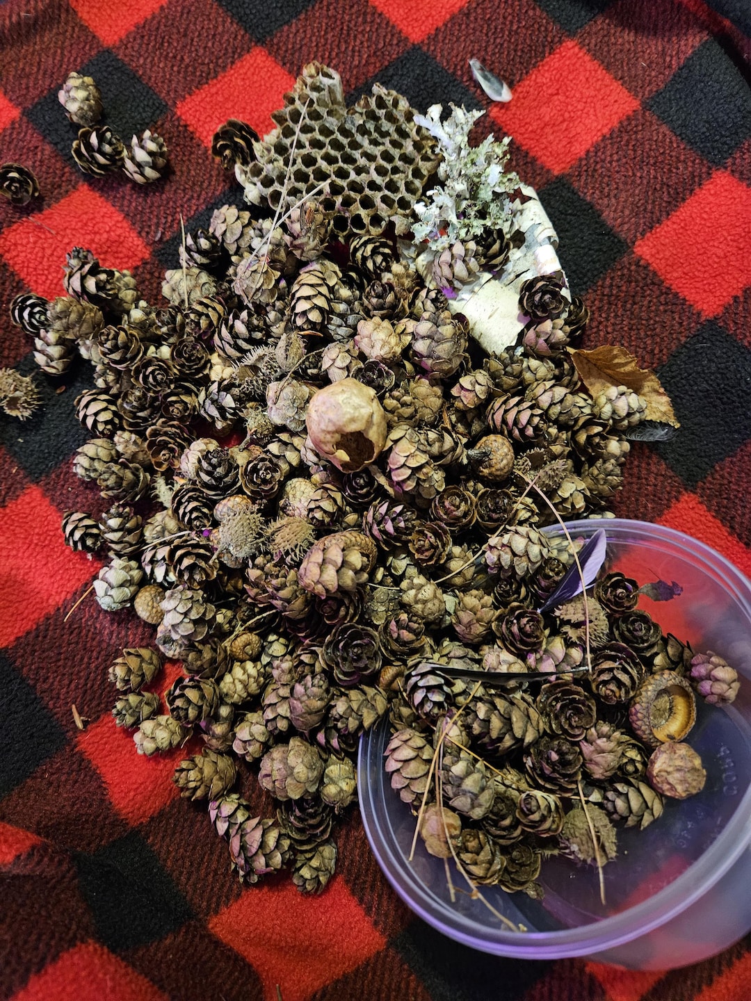 Hemlock Pine Cones - Etsy