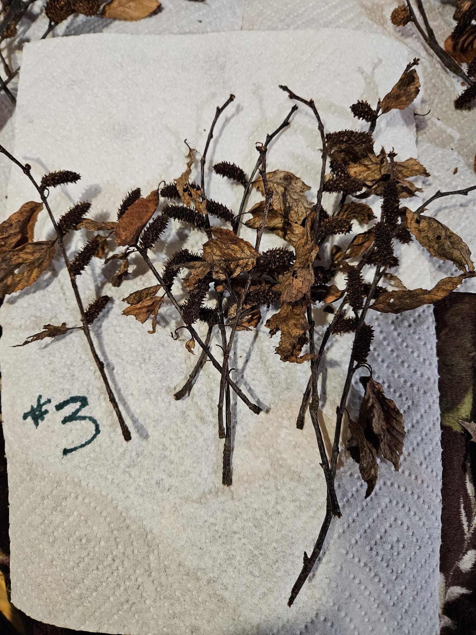 Birch Tree Seed Pods, Cones, Catkins - Etsy