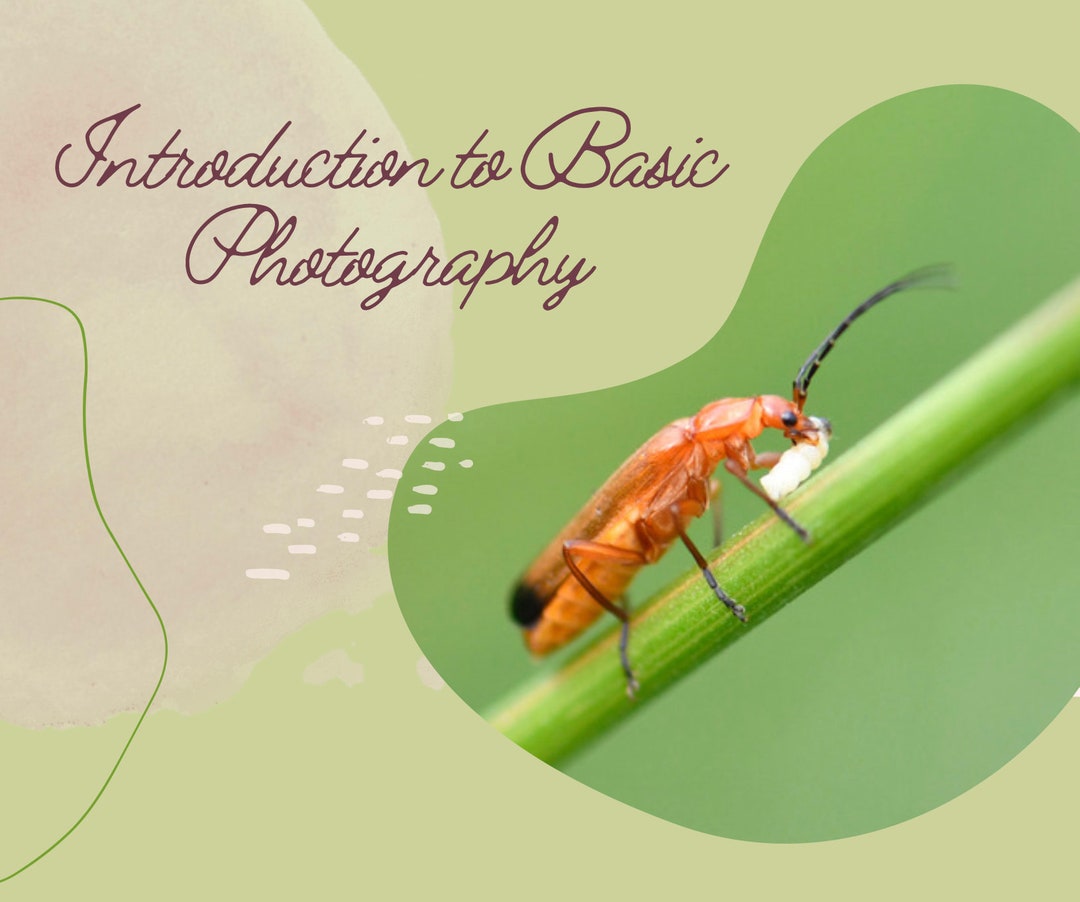 Introduction to Photography | Photography Tutorial | Hobby | Learn ...