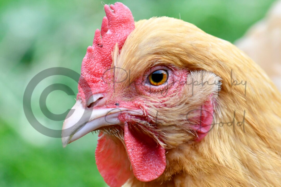 Printable Chicken Photography | Downloads | Chicken Photography ...