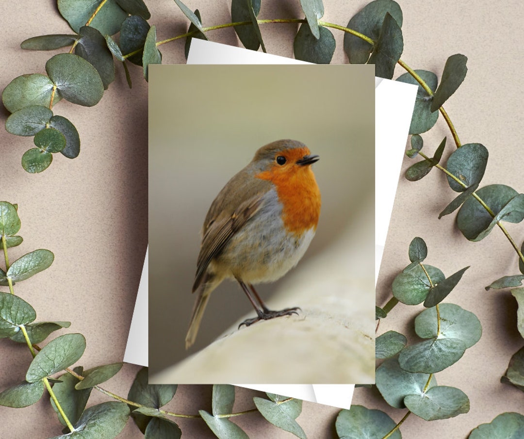Robin Greetings Card Robin Cards Greetings Cards Birthday Cards ...