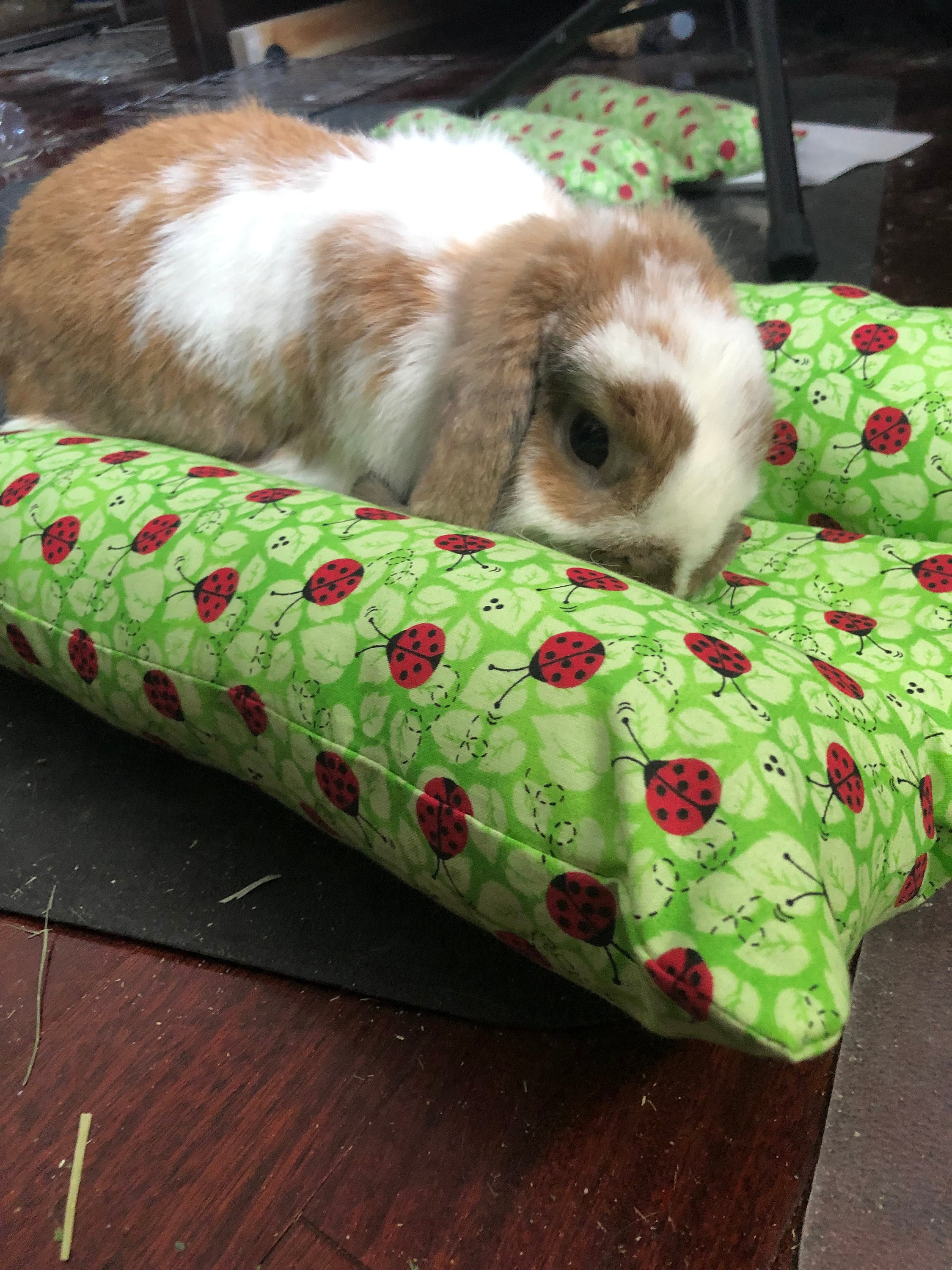 Snuggle Bed for Rabbits and Guinea Pigs - Etsy