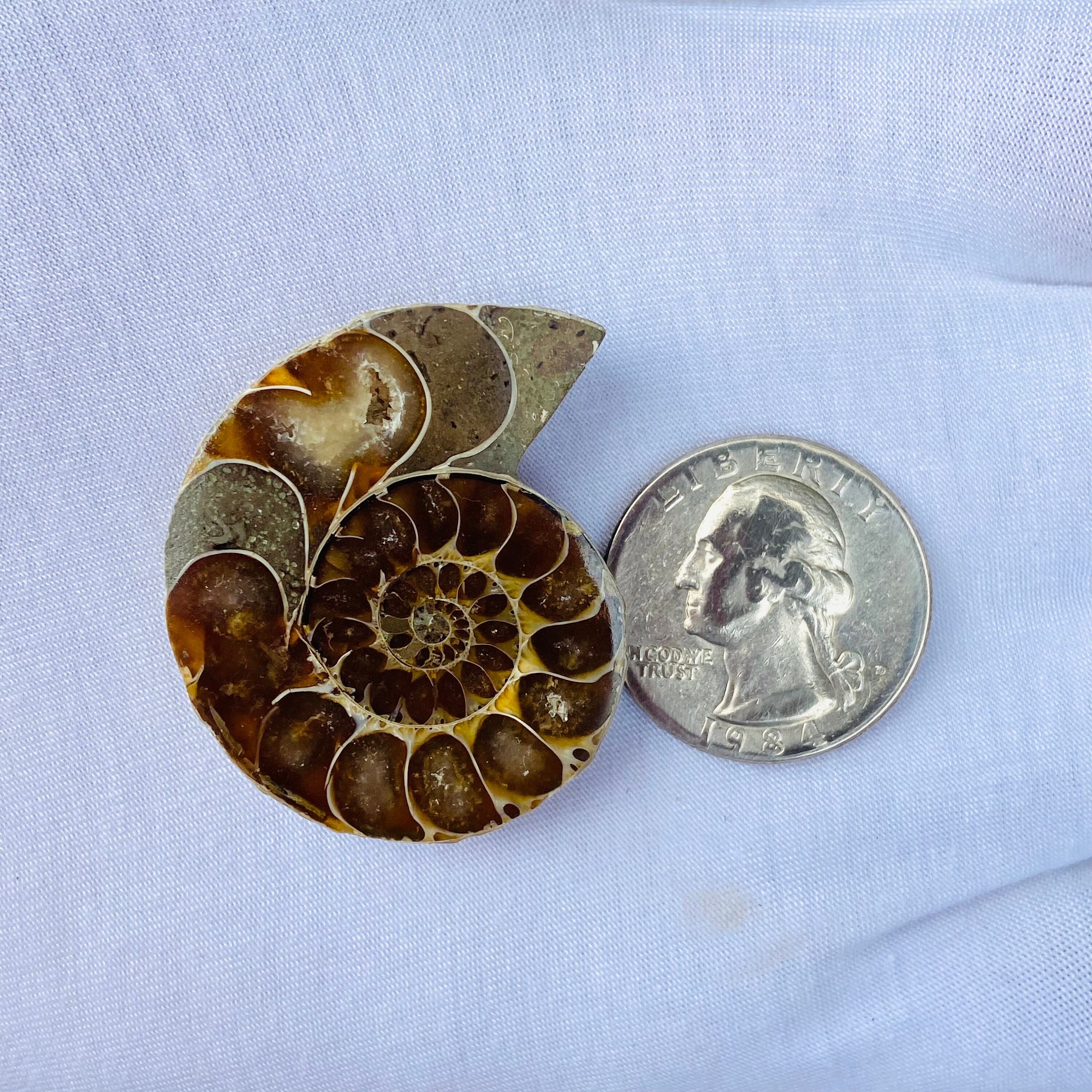 AAA Grade Ammonite Fossil / Ammonite Stone / Natural Ammonite ...