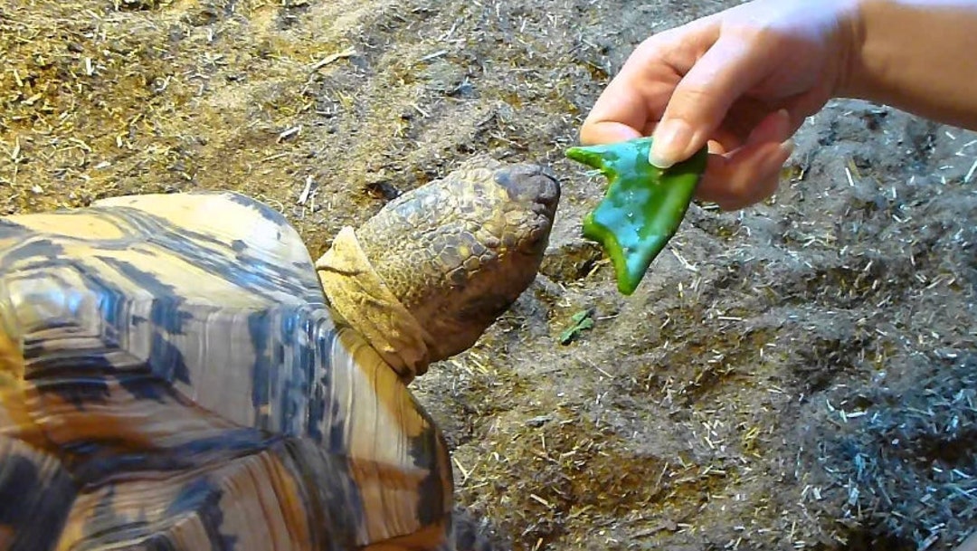 Turtle Food! 5 Pads Spineless Prickly Pear Opuntia Cochenillifera - Etsy