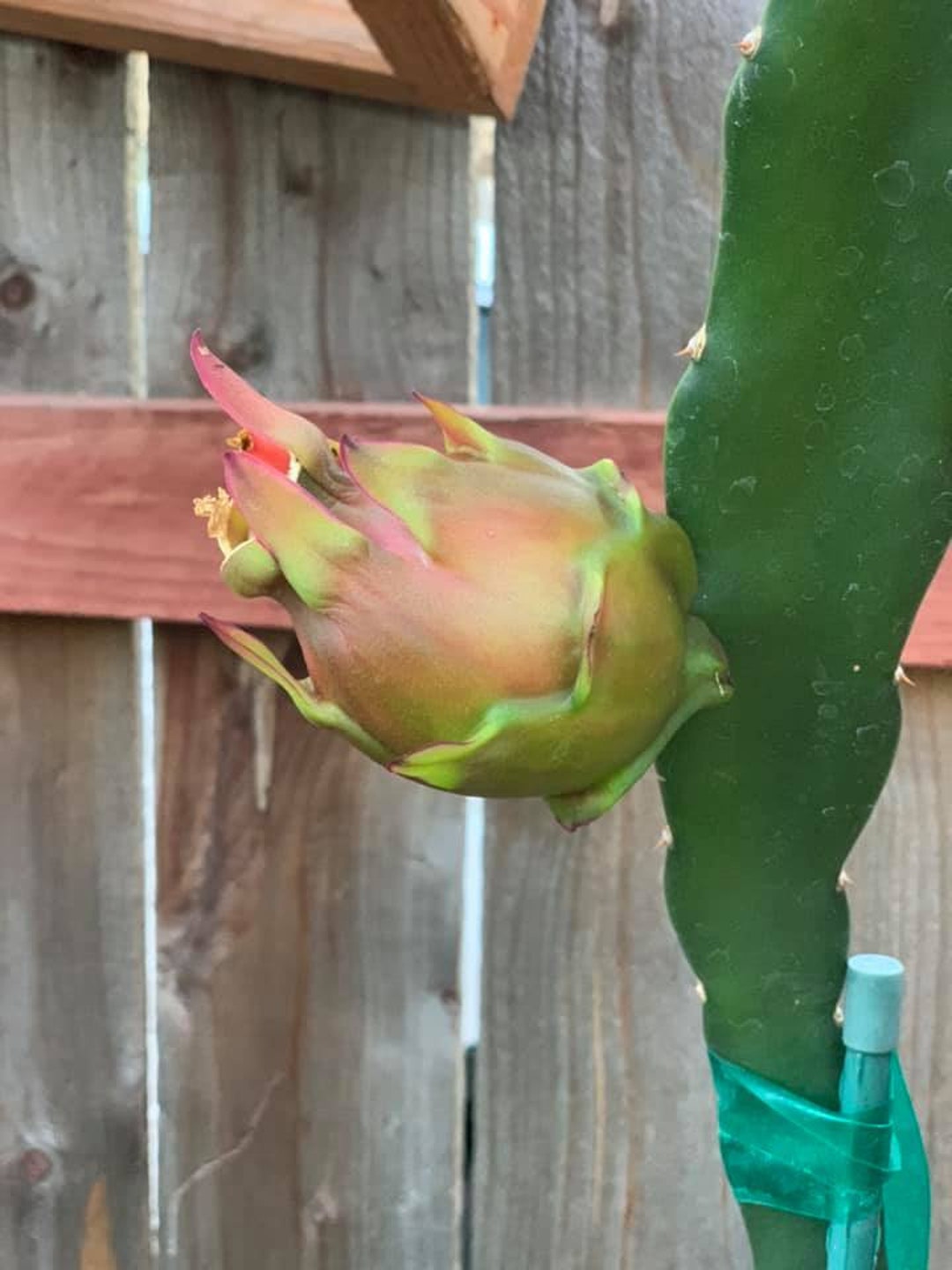 Voodoo Dragon Fruit Plant - Etsy