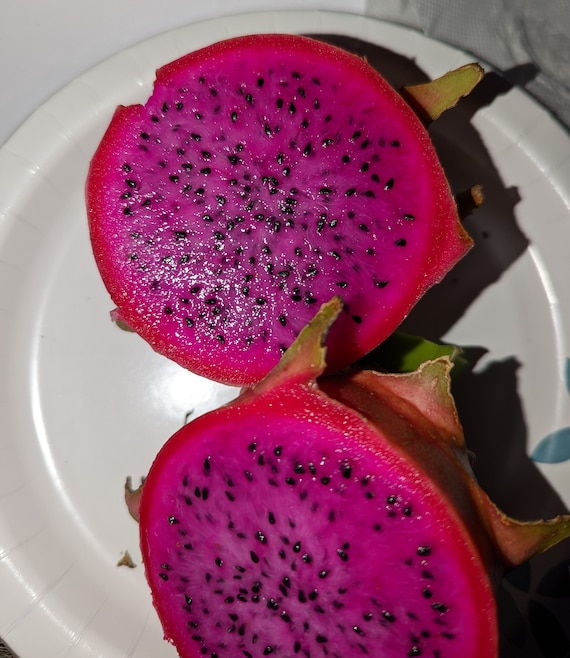 Maria Fuchsia Dragon Fruit Plant - Etsy