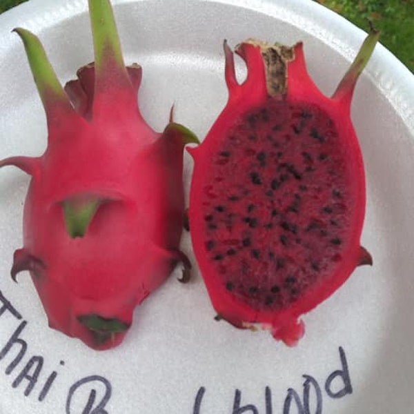 Red Dragon Fruit Plant - Etsy