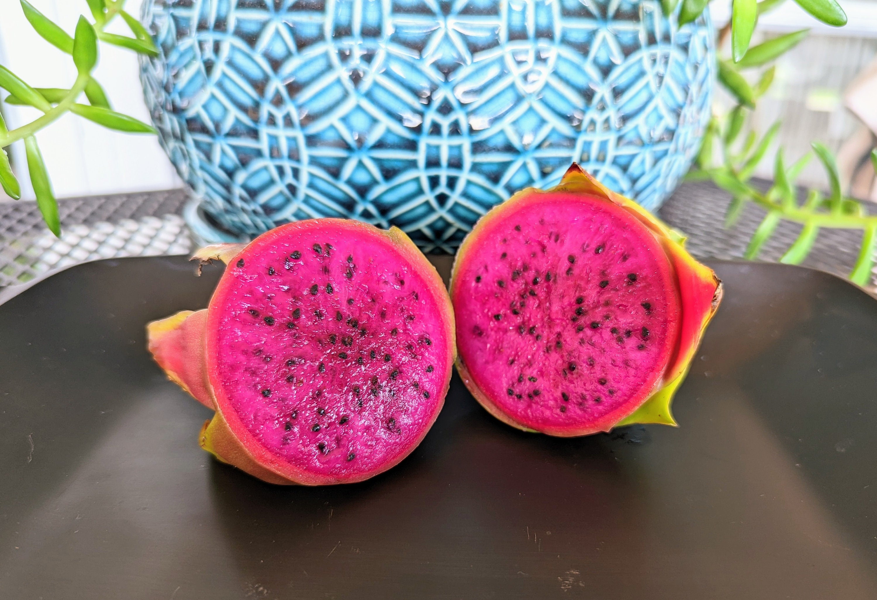Condor Dragon Fruit Cutting - Etsy