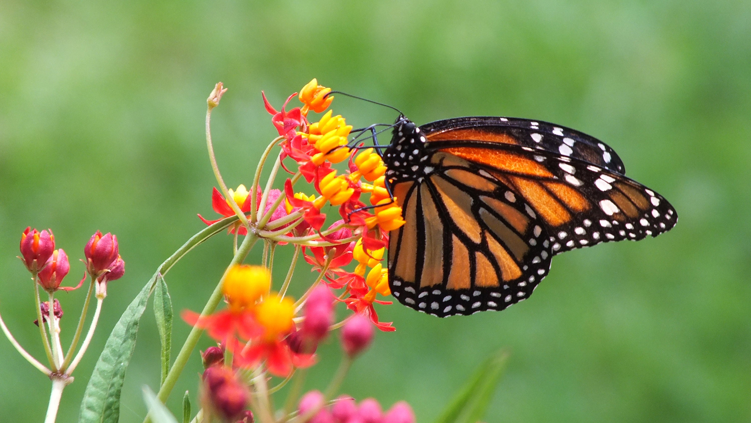 Monarch Butterfly, Butterfly Artwork, Monarch Print, Butterfly Wall ...