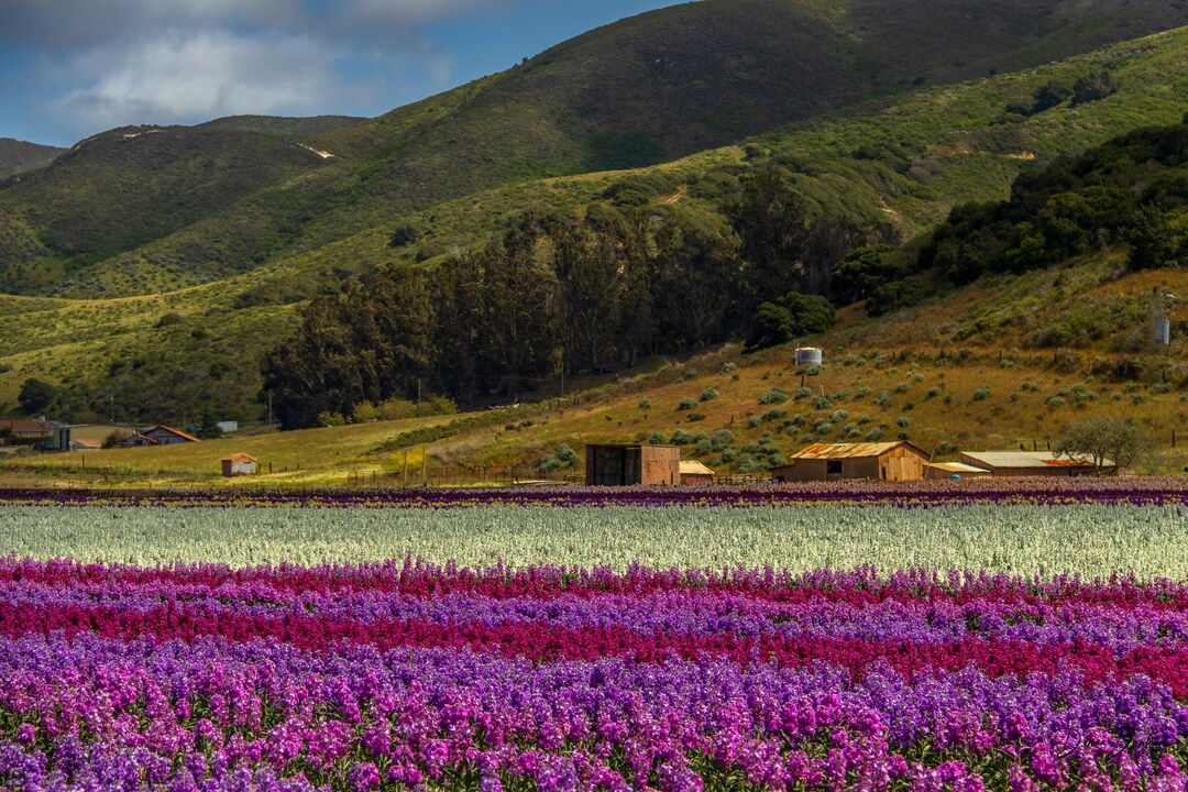 California Flower Fields Fine Art Photography Print - Etsy