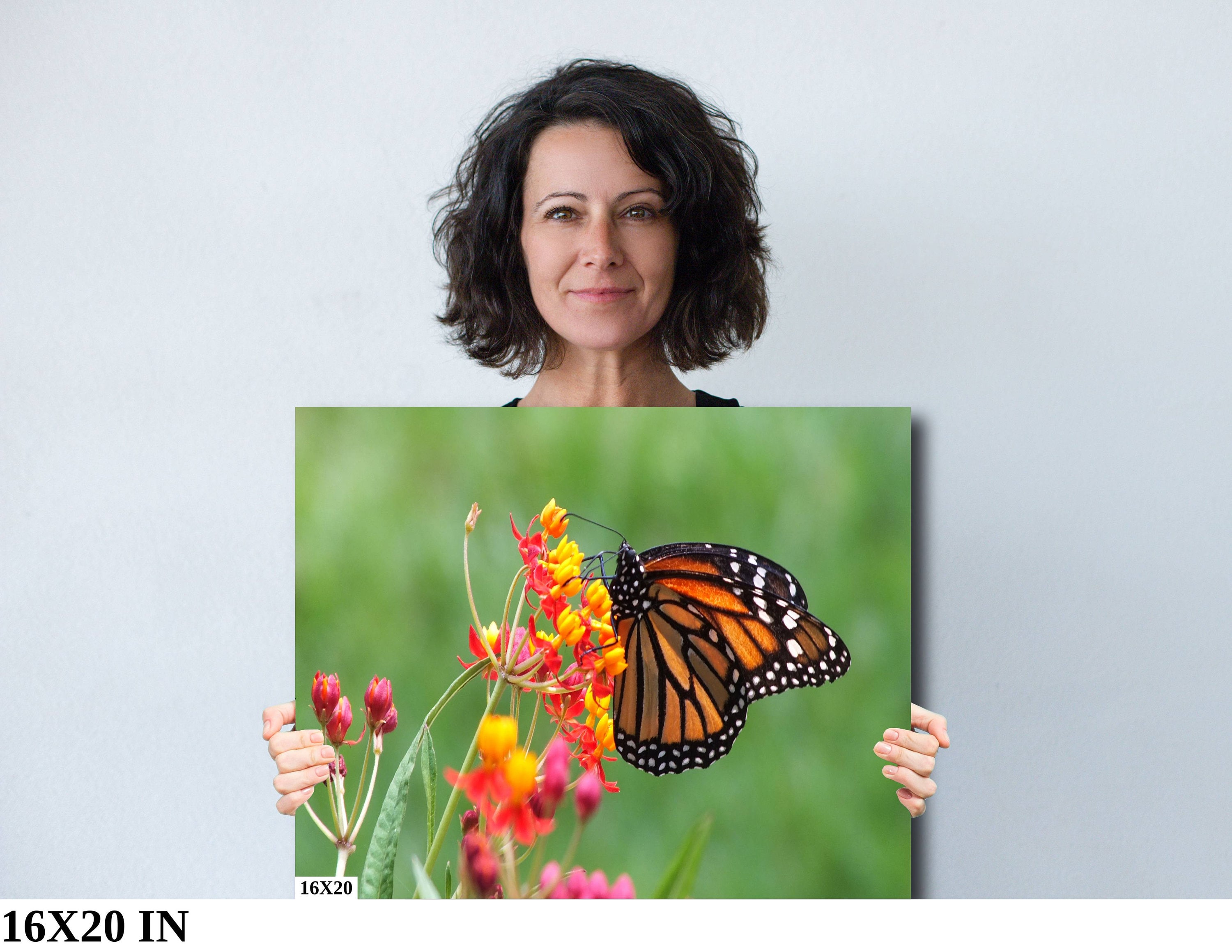 Monarch Butterfly, Butterfly Artwork, Monarch Print, Butterfly Wall ...