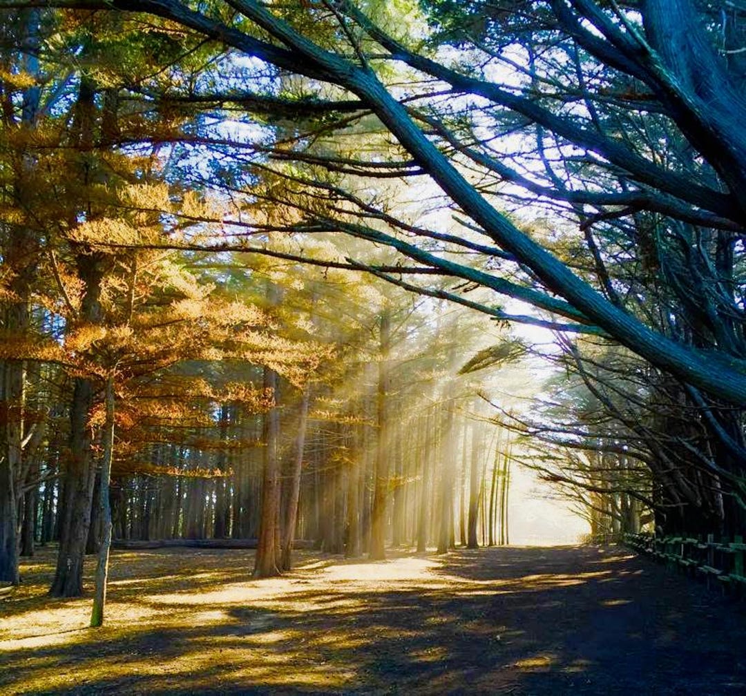 Golden Mist Forest Print – Lake Arrowhead Sunrise Canvas Wall Art - Etsy