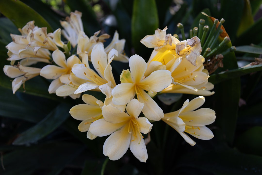 Fire Lily Photograph, Clivia Lily Fine Art, Floral Home Decor - Etsy