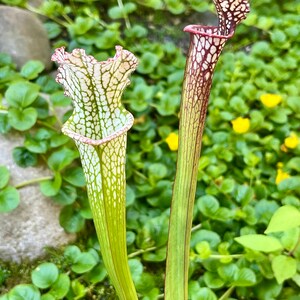 Sarracenia Open-pollinated Hybrid - Etsy
