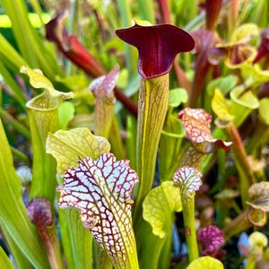 Sarracenia Open-pollinated Hybrid - Etsy