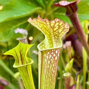 Sarracenia Open-pollinated Hybrid - Etsy