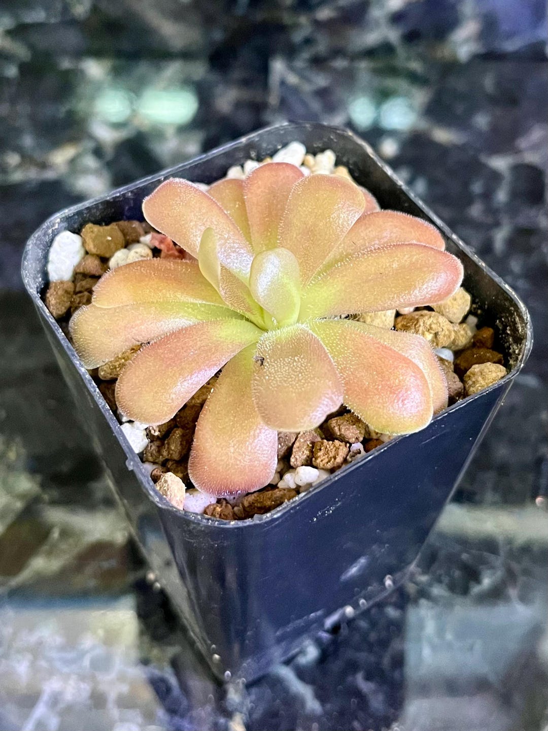 Pinguicula Esseriana - Jerry P. Clone, Bare Root - Etsy