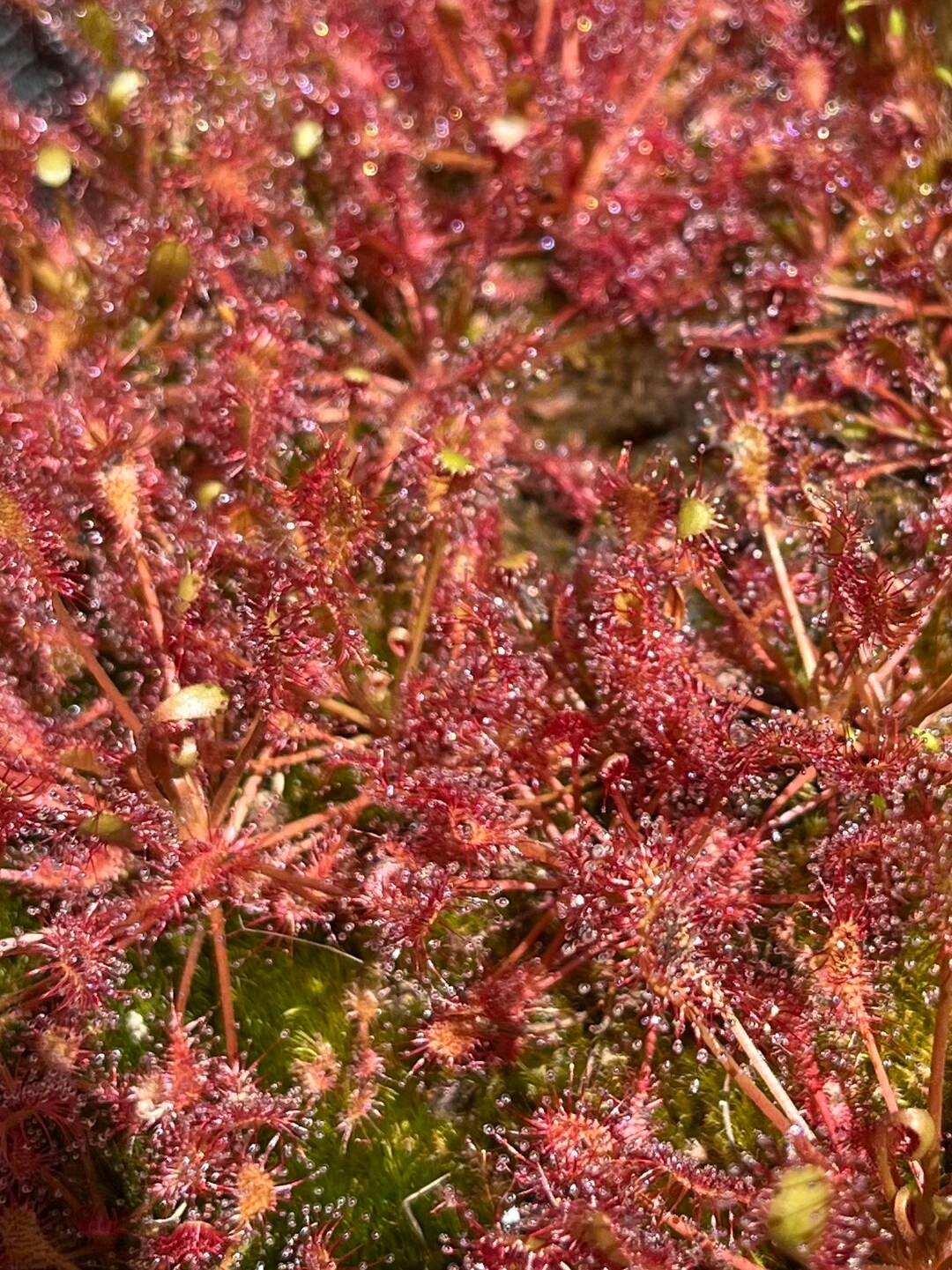 Drosera Intermedia - Entering Dormancy as of Oct 2025 - Etsy