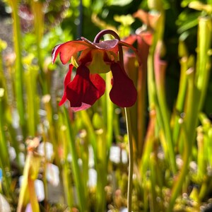 Sarracenia Open-pollinated Hybrid - Etsy