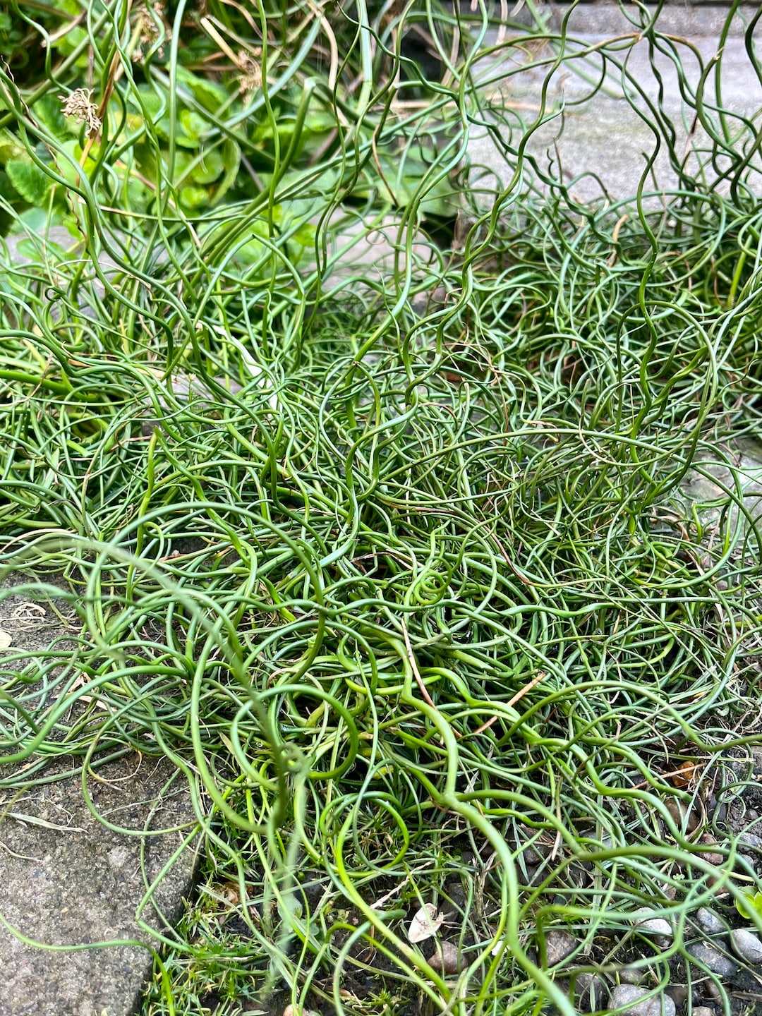 Juncus Effuses ‘spiralis’- 3” Pot - Etsy