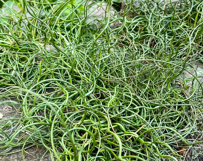 Juncus Effuses ‘spiralis’- 3” Pot - Etsy