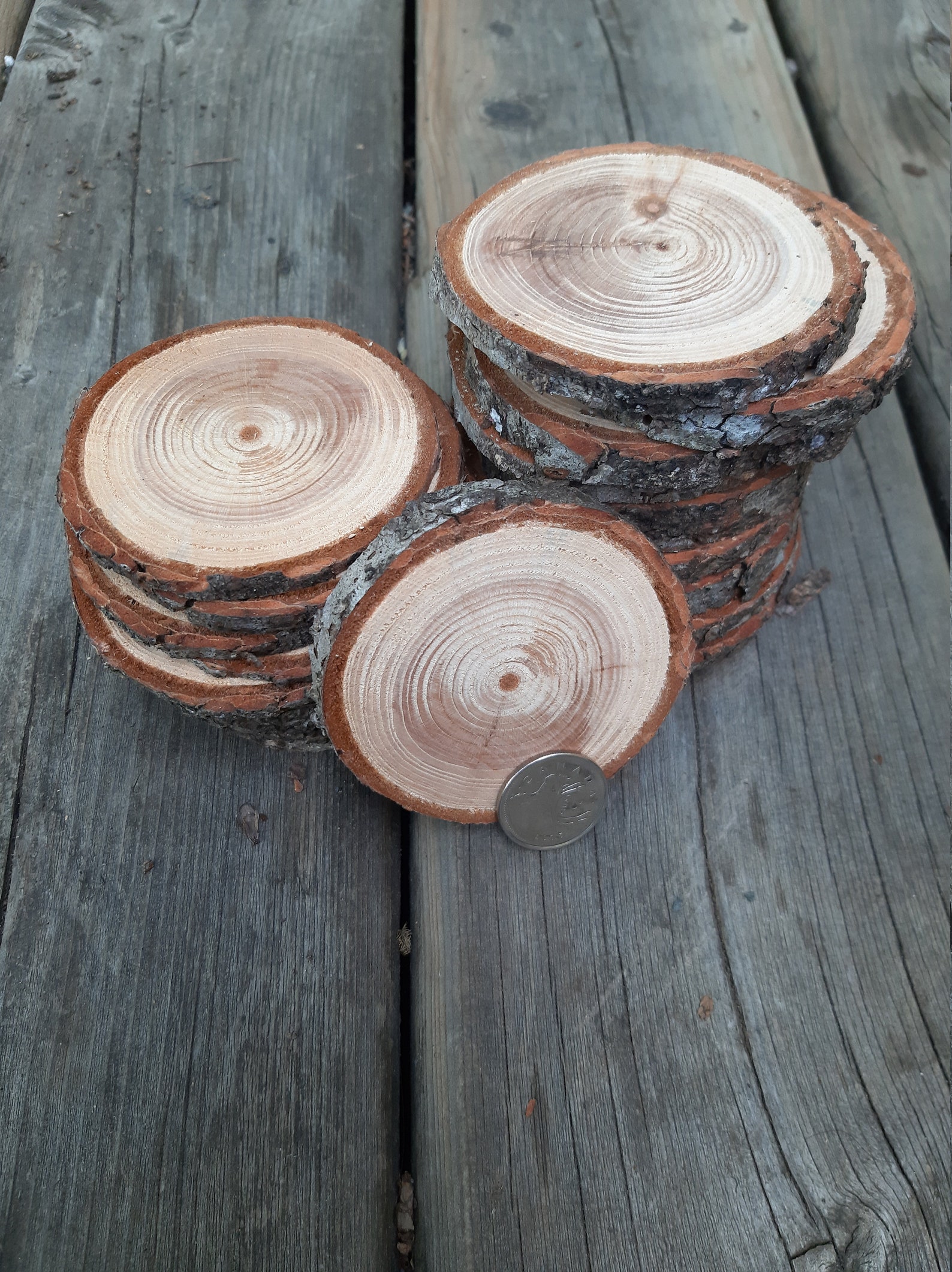 Rustic Wood Round Slices Set of 6 - Branch Rounds, Crafting Slices ...