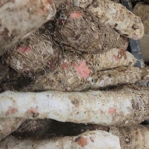 Fresh Congo Malanga Root: Purple Yautia, Potato Substitute (6-14 Lbs ...