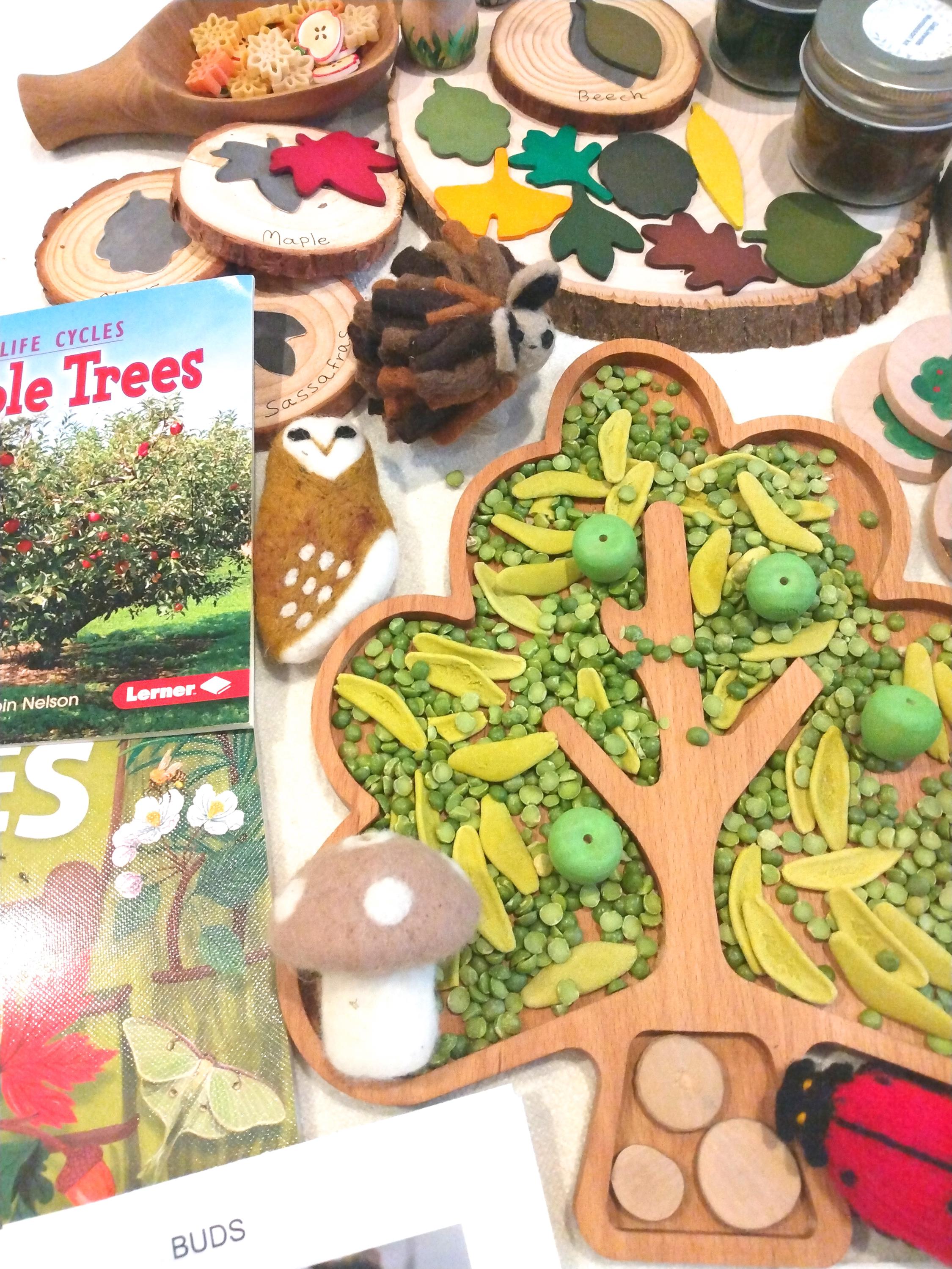 Montessori Exclusive Seasonal Tree Kit , Life Cycle of Apple Tree ...