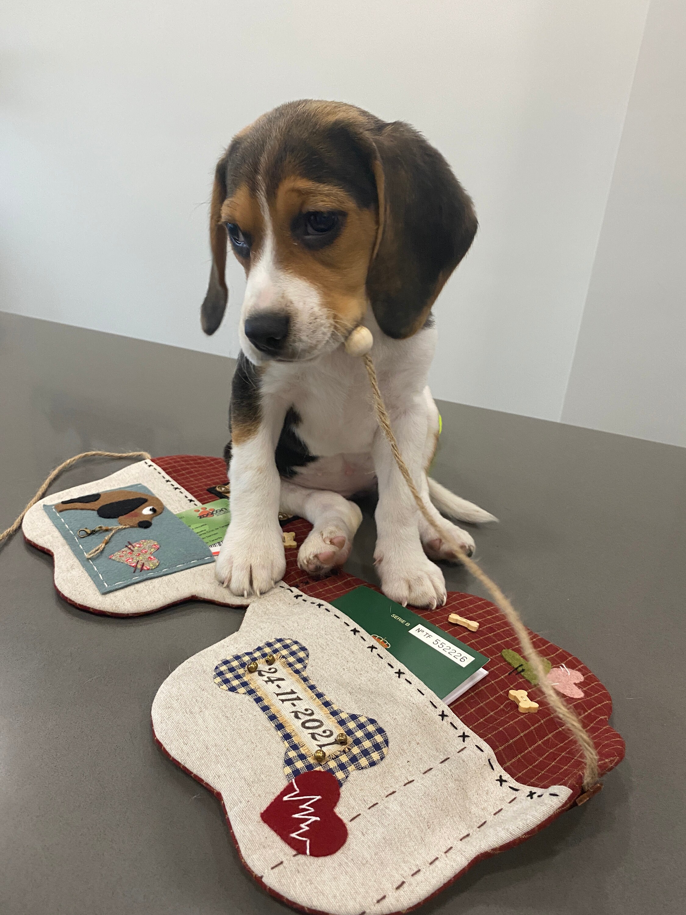 PATTERN PDF Pet Document Holder - Etsy