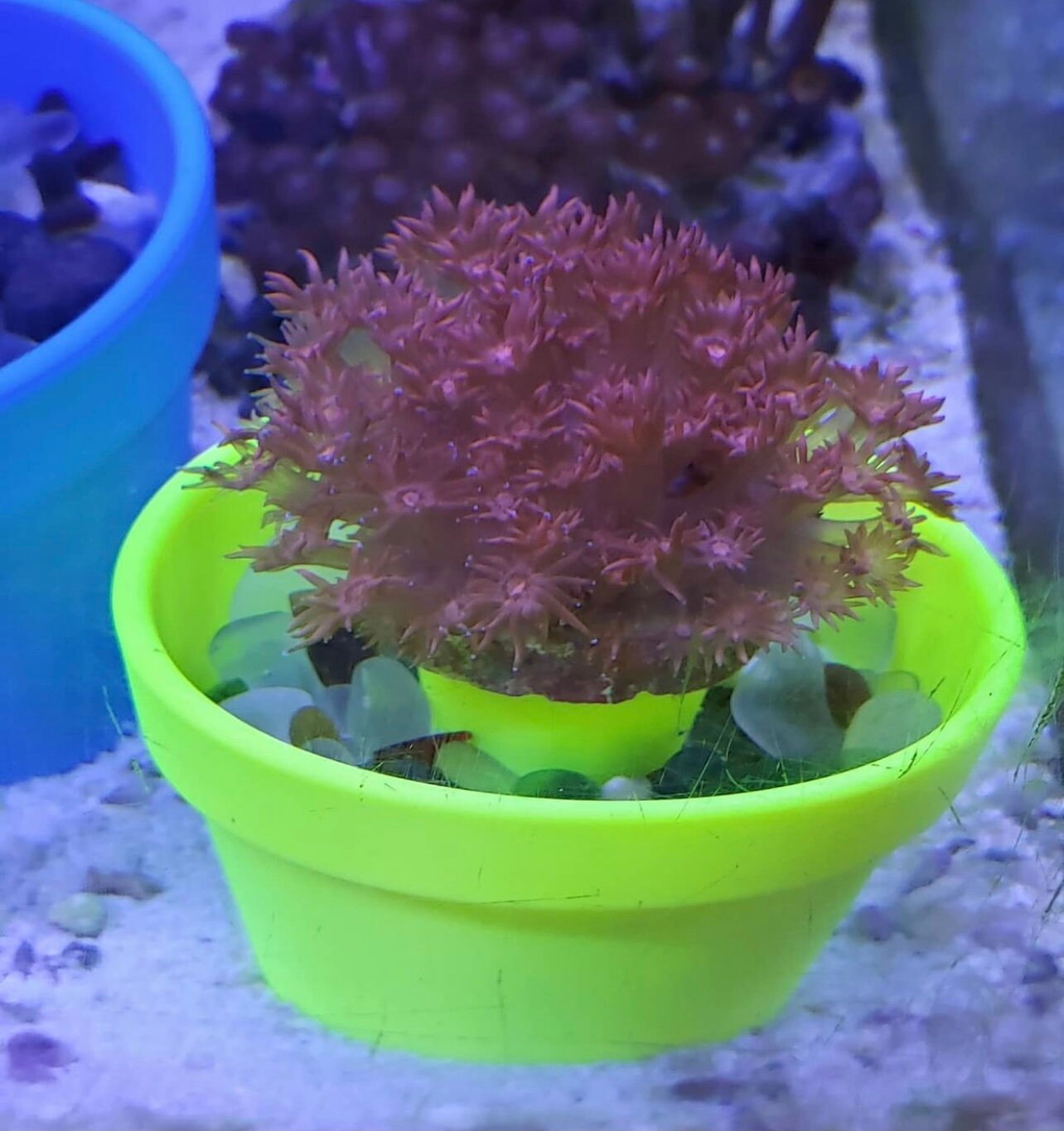 Custom 3D Prints. Frag Racks Groot Frag Plug Head - Etsy