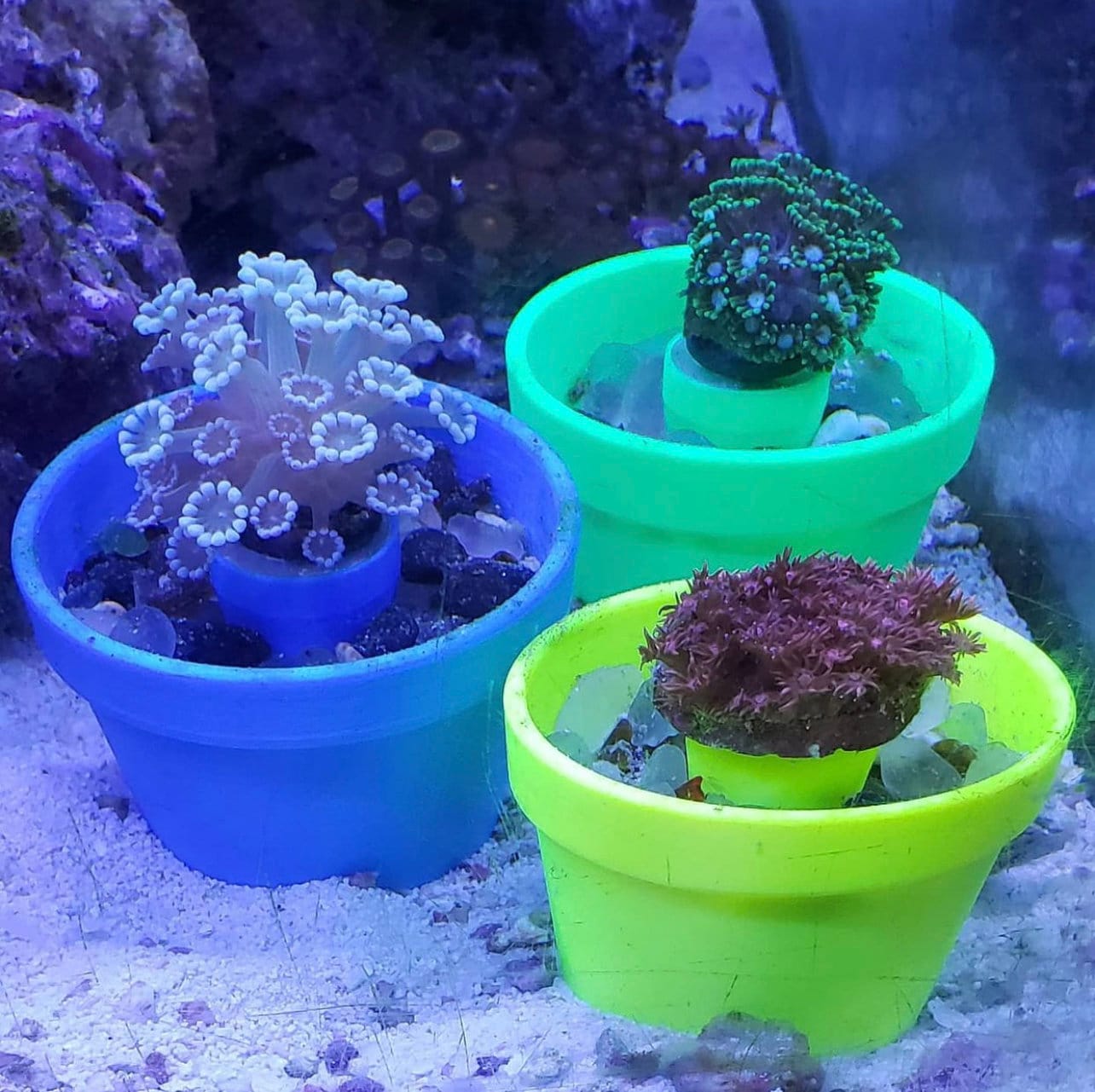 Custom 3D Prints. Frag Racks Groot Frag Plug Head - Etsy