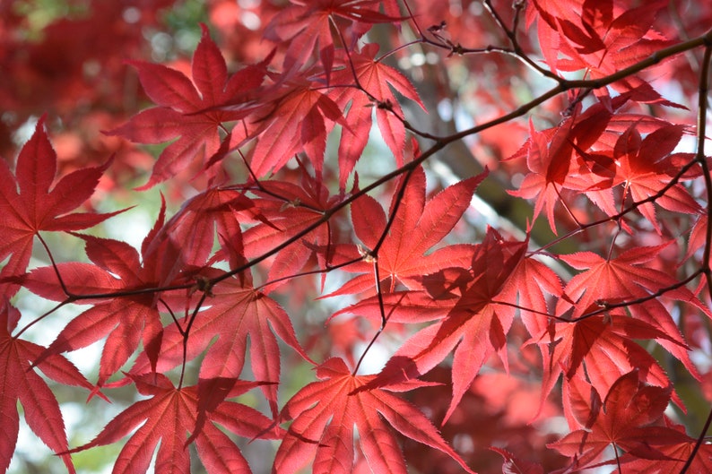 Red Japanese Maple Trees Print, Printable Nature Wall Art, Printable ...
