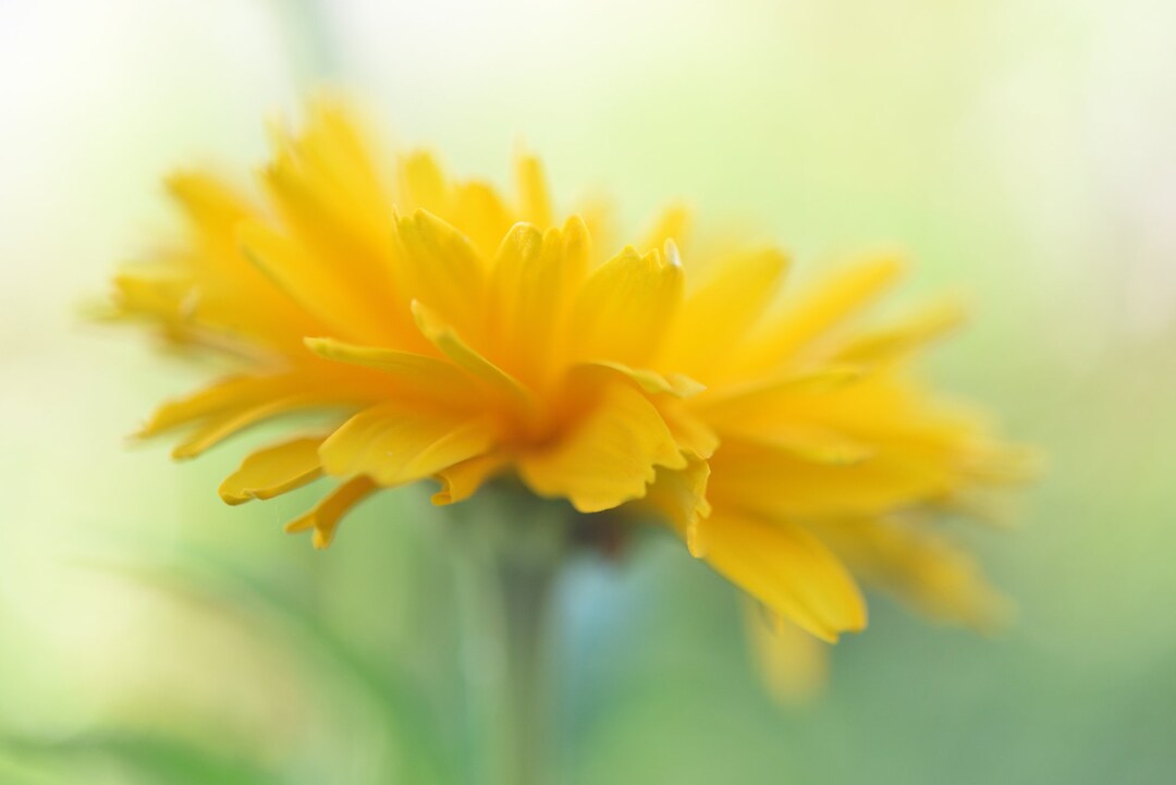 Yellow Calendula Flower Print, Printable Flower Wall Art, Printable ...