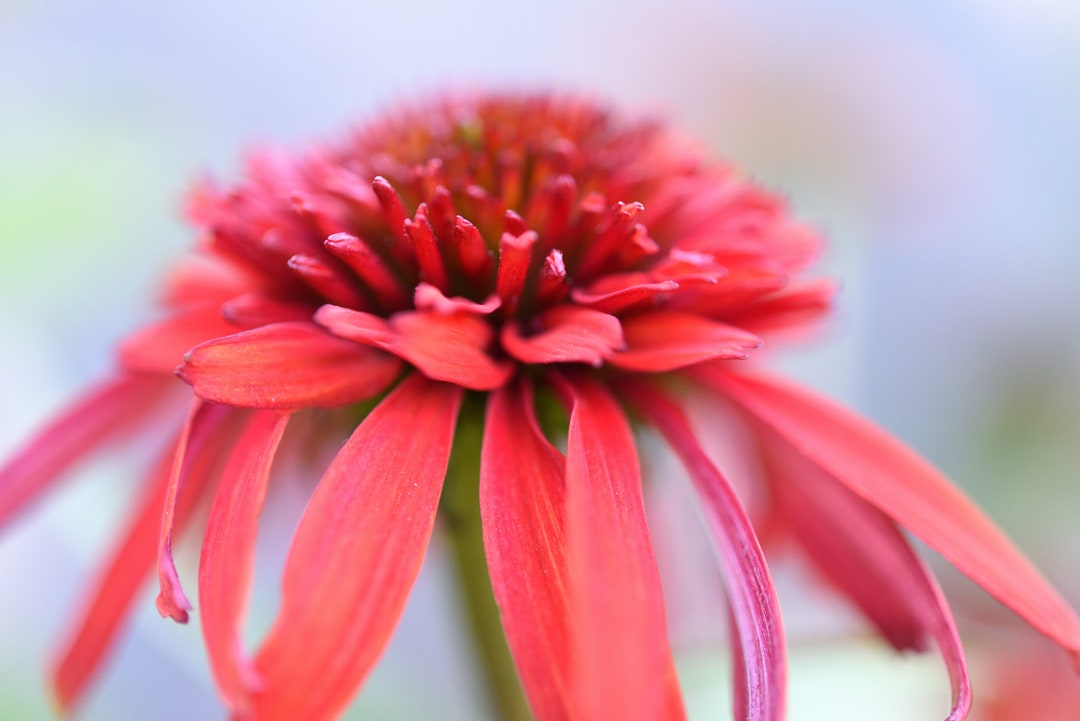 Red Echinacea Flower Print, Printable Flower Wall Art, Printable Flower Photos, Floral Art ...