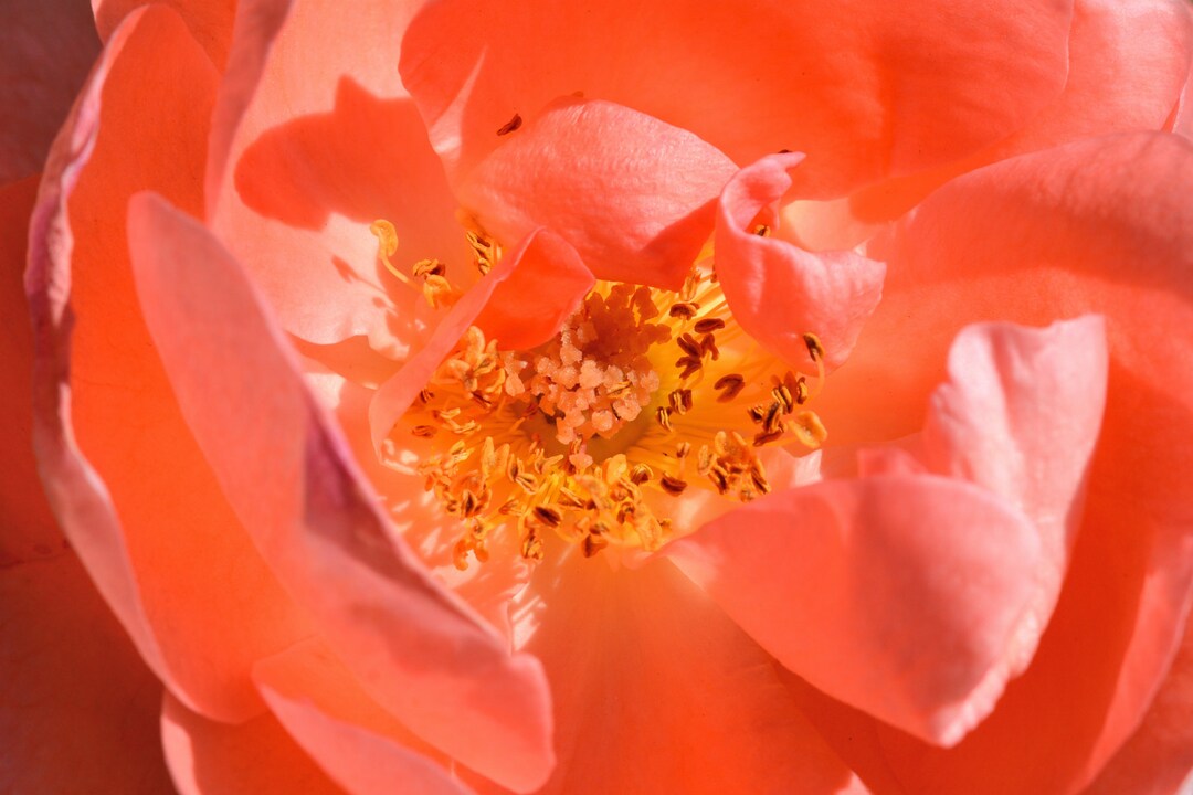 Peach Rose Print, Printable Rose Wall Art, Printable Flower Photos ...