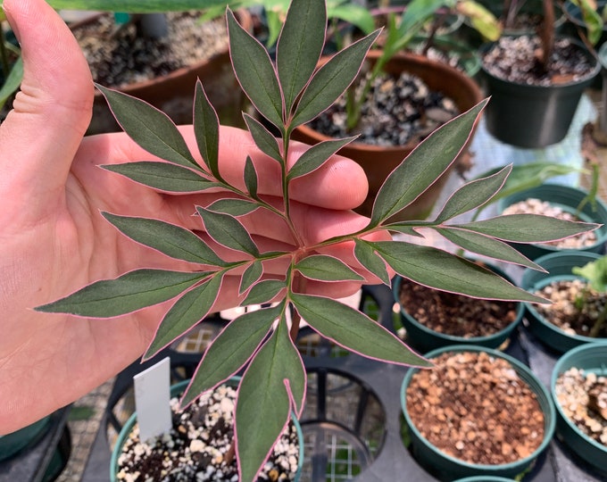 Amorphophallus Operculatus Plant - Etsy