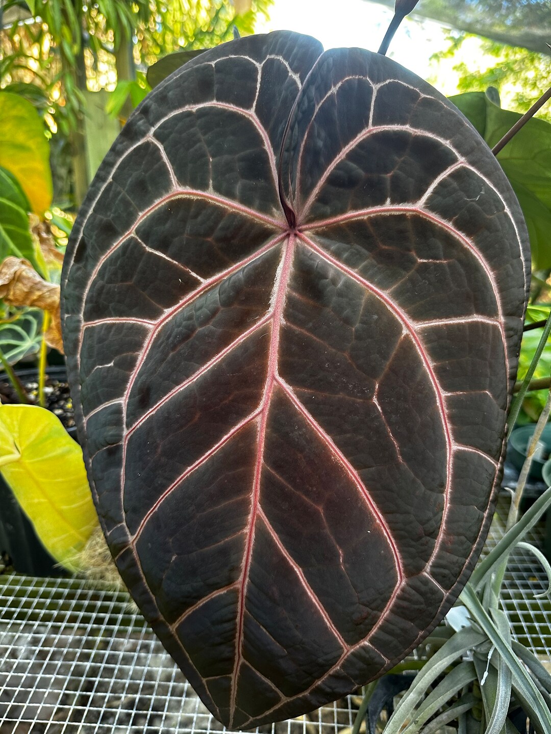 Anthurium 1 Leaf Seedlings Doc Block Red Crystallinum X Dark Forgetti ...