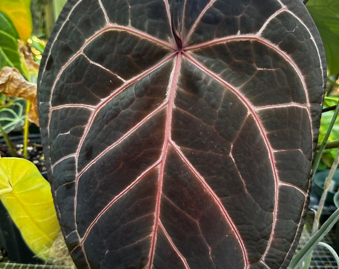 Anthurium 1 Leaf Seedlings Doc Block Red Crystallinum X Tim Anderson ...