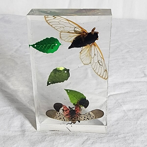 Insect Taxidermy Terrarium - Etsy