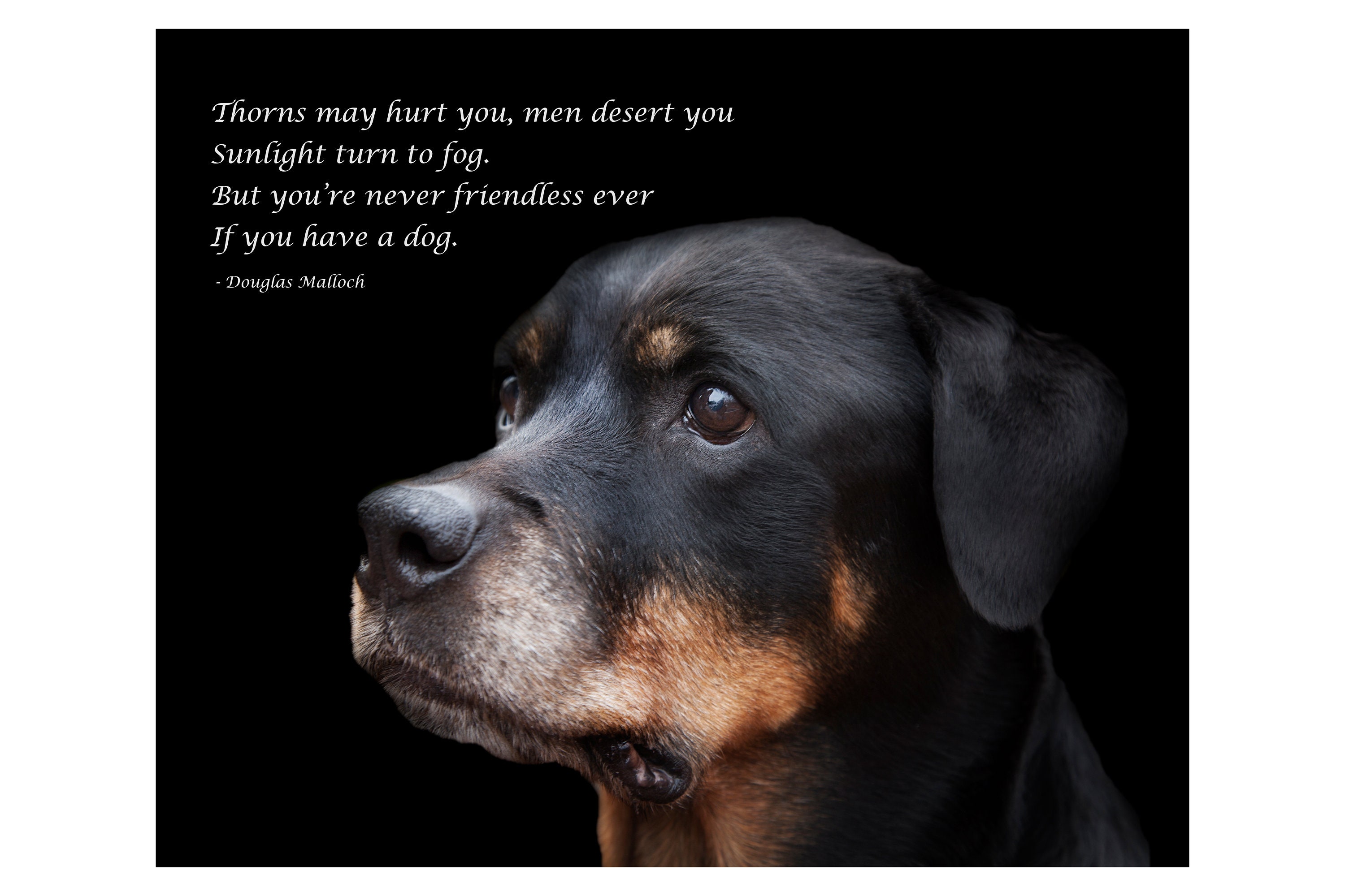 Can A Rottweiler Turn On You