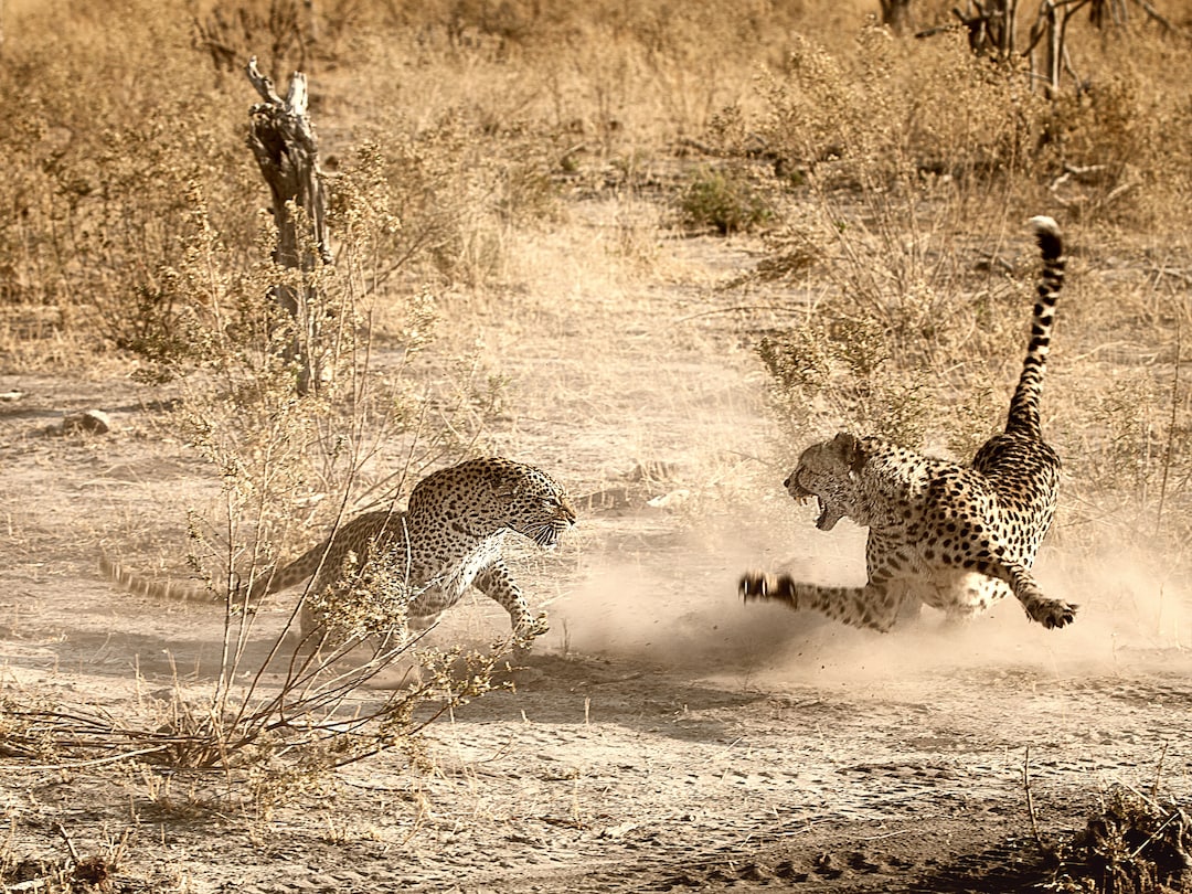 Big Cats Fight Wildlife Photography - Etsy