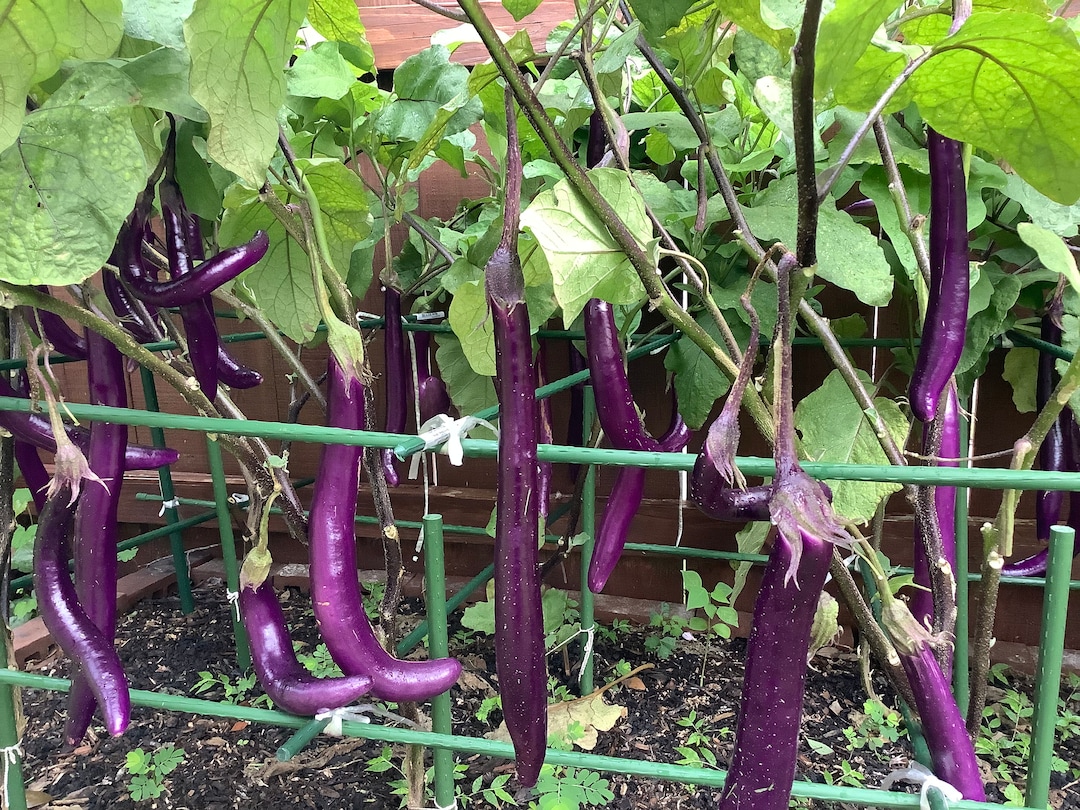 Chinese Eggplant Seeds (中国长茄子），25 Seeds Each - Etsy