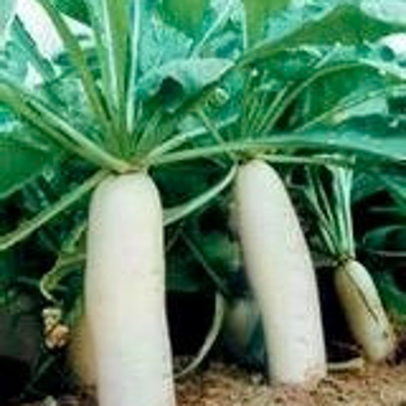 Radish - Etsy