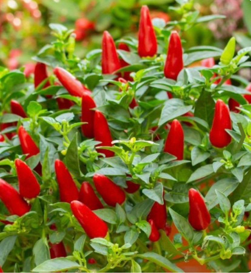 Sichun Small Red Chili Pepper Seeds (四川朝天椒) 20 Seeds Each - Etsy