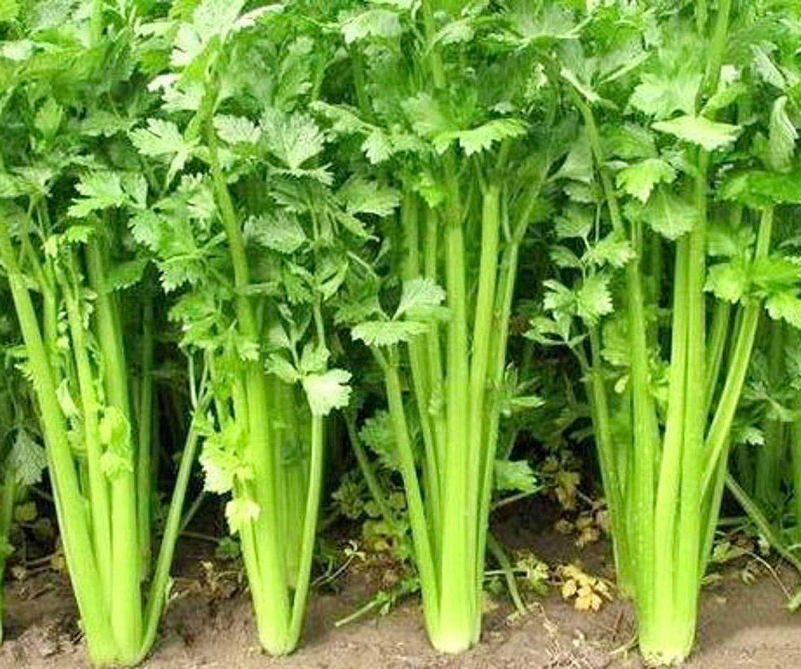 Chinese Celery Seeds (中国芹菜）50 Seeds Each - Etsy