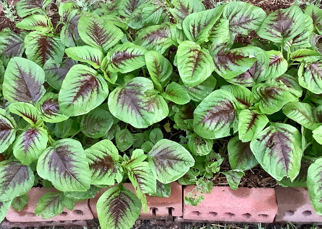 Red Amaranth Seeds (edible Amaranth, 红米苋，红苋菜）100+ Seeds Each - Etsy