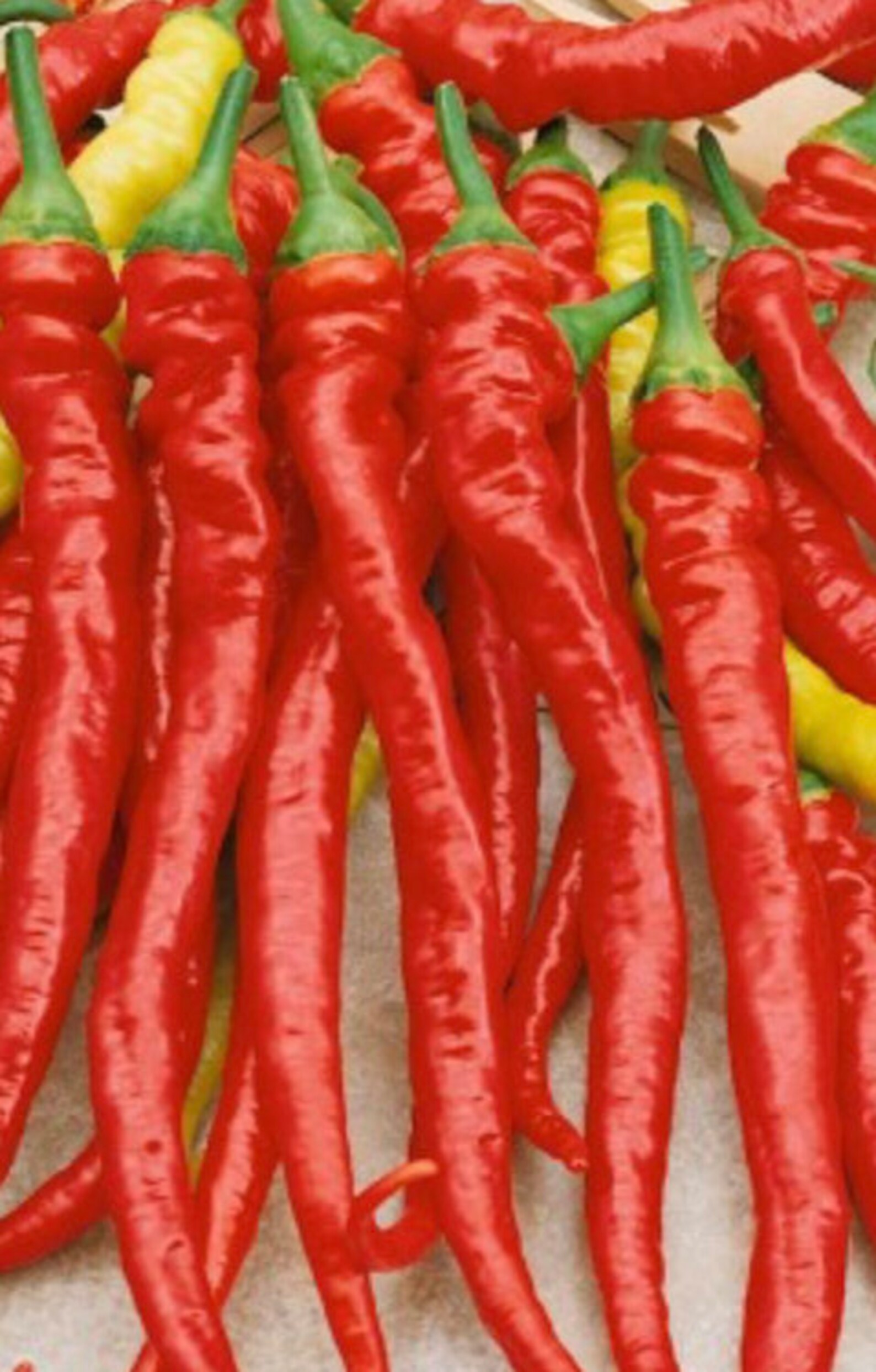 Organic Nanjing Hot Sweet Long Pepper Seeds (南京辣甜长辣椒种子）20 Seeds Each - Etsy