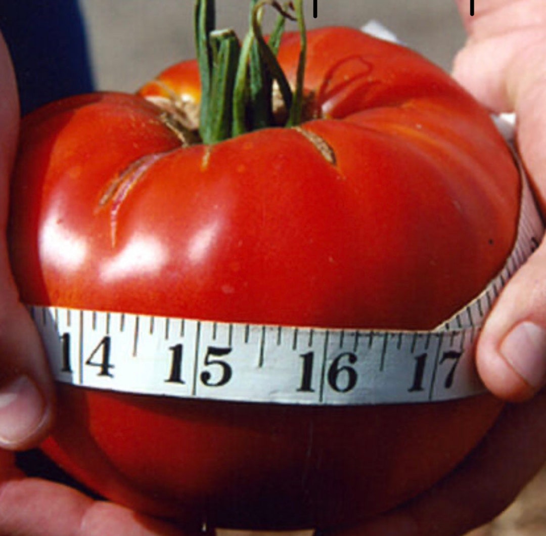 美味大番茄种子 Delicious Beef Master Tomato Seeds, 15 Plus Seeds Each - Etsy